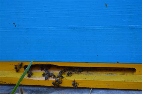 Beehive Bees Apiary Free Photo On Pixabay Pixabay
