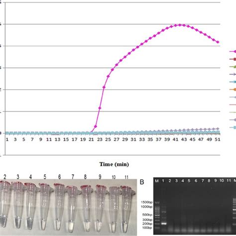 Eight Sets Of Primers Of The Lamp Reaction For Detection Of O