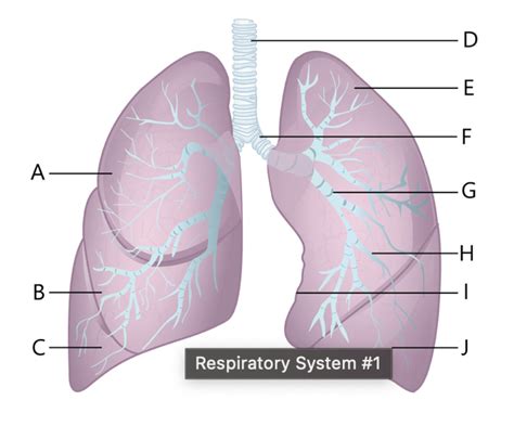 Respiratory System Structure Diagram 2 Diagram Quizlet