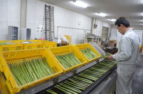 JA島原雲仙管内でアスパラの出荷が始まっています JAグループ長崎