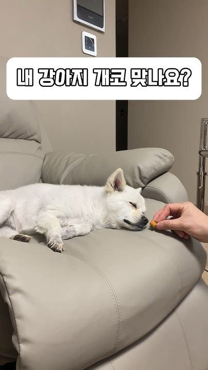 자는 강아지 놀리기 ㅋㅋㅋ 스피츠 강아지일상 강아지먹방 강아지짤 Spitz 강아지놀리기 웃긴영상 노견일기 Youtube