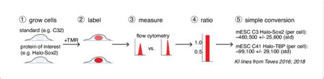 a general and simple method for absolute quantification of cellular