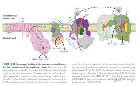 一对电子经过电子传递链泵出质子数分别是4 4 2 还是4 2 4？ 知乎