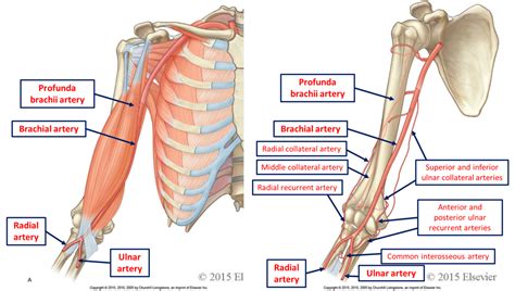 Back Main Arterial Supply To Upper Limb