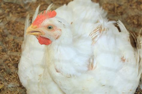 Crianza De Pollo De Engorde Ministerio De Agricultura Ganadería Y