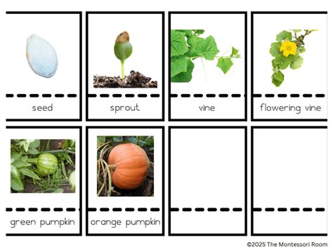 Life Cycle Of A Pumpkin Activities Free Printables The Montessori Room