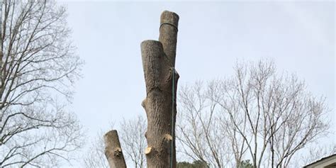 Tree Cutting Mistakes Avoid Costly Errors