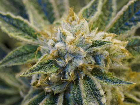 The Differences Between Cannabinoids And Terpenes Chart Attack