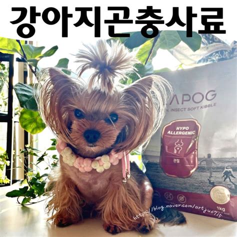강아지곤충사료 눈물자국 개선을 위해 고른 라포그 알러지 사료 네이버 블로그