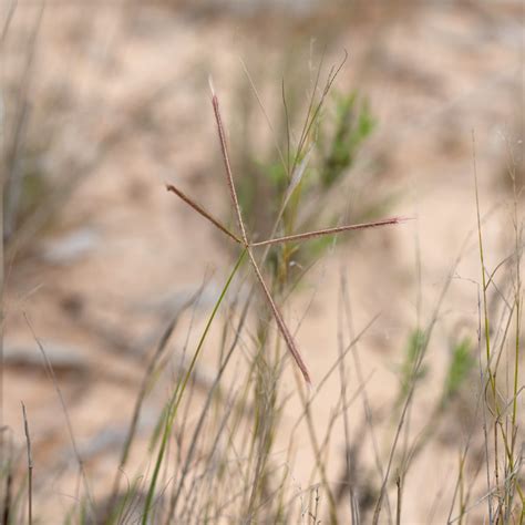 Comb Windmill Grass From Cunnamulla Qld 4490 Australia On May 21 2022