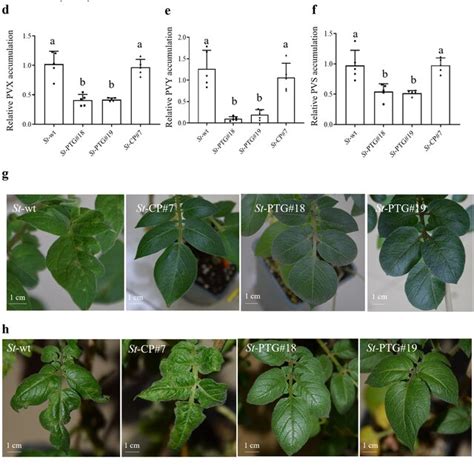 Resistance Of Transgenic Potato Plants Expressing Cas13dptg To Four