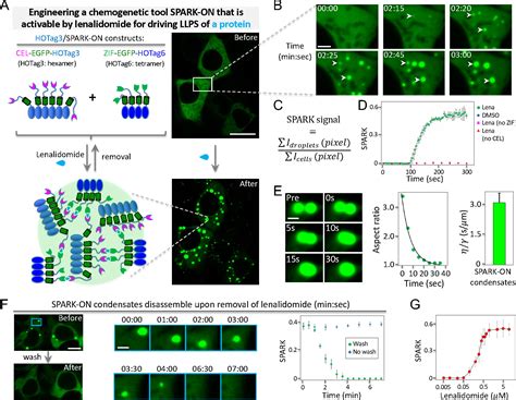 Chemogenetic Minitool For Dissecting The Roles Of Protein Phase Separation Acs Central Science