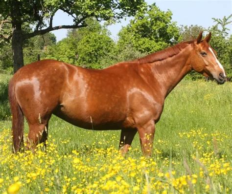 How Often Do Mares Go In Heat Horse Meta