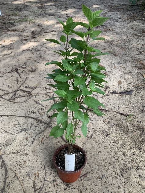 Columnar Basil Potted Plant Cody Cove Farm And Nursery