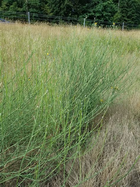 Rush Skeletonweed Identification And Control King County Washington