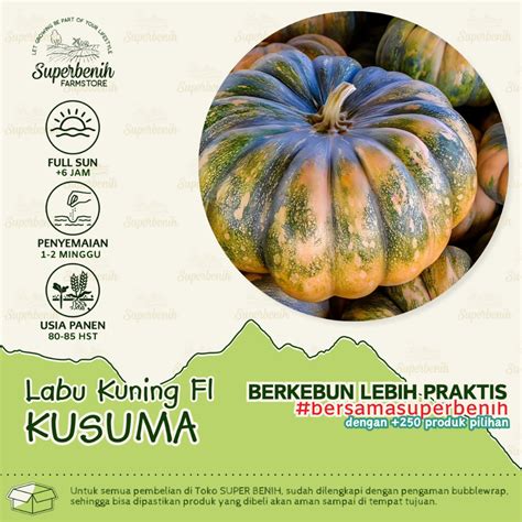 Jual 3 Biji Benih Labu Kuning Kusuma F1 Labu Hibrida Shopee Indonesia
