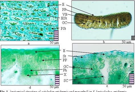 Figure 2 From Structure Features Of Assimilative Organs Of The Species