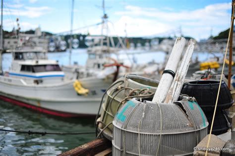 Yobuko Live Squid Japan Photo Post