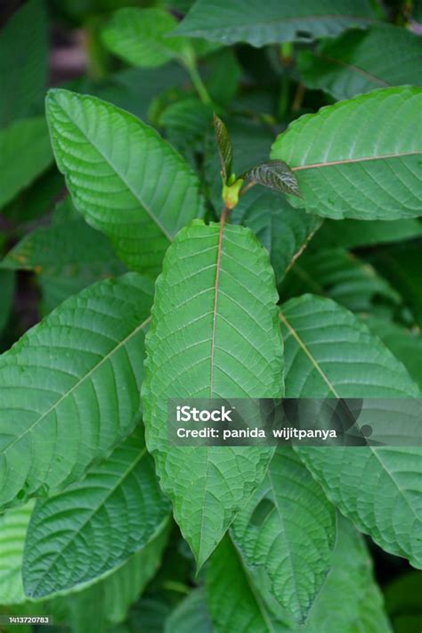 자연 녹색 잎 배경 Kratom 나무는 어두운 식물 나무 Kratom 잎에서 자랍니다 Mitragyna Speciosa