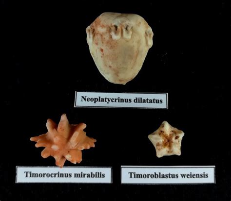 Primitive Echinoderms Two Crinoids And One Blastoid Catawiki