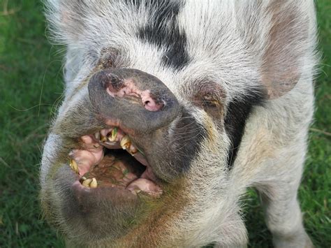 Ugly Overload Pig Pr