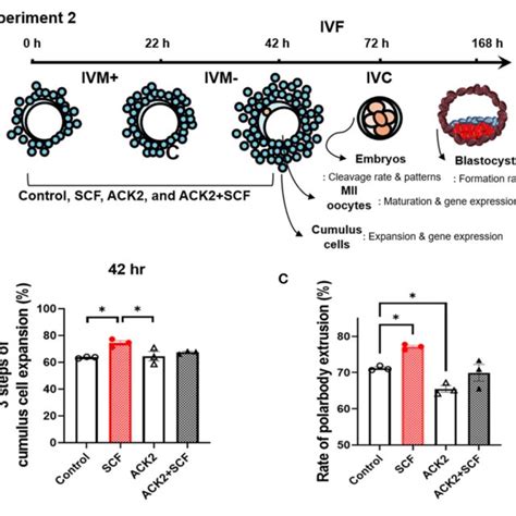 Effect Of Stem Cell Factor Scfc Kit Signaling During Porcine In