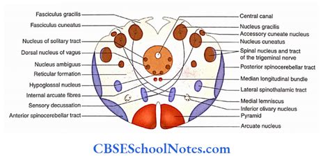 Medulla Oblongata Anatomy Notes Cbse School Notes