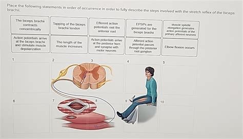 Solved Place The Following Statements In Order Of Occurrence