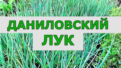 Даниловский лук из семян Мой опыт - YouTube