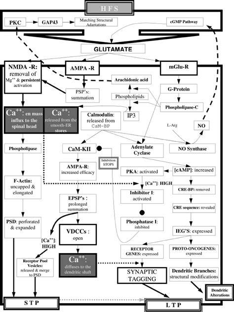 Diagrammatic Description Of The Cascading Events That Result In