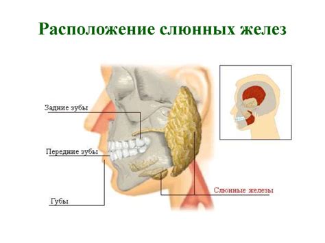 Физиология пищеварения презентация онлайн