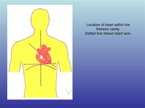 Functional Anatomy Of Heart Development The