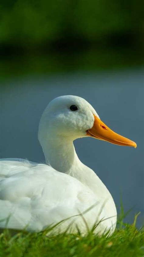 Duck Lockscreen Ixpap
