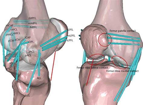 Posterior Cruciate Ligament Bundles