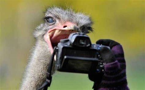 25 Fotos Divertidas De Animais