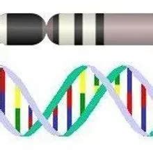 Sex Chromosome The Scientist