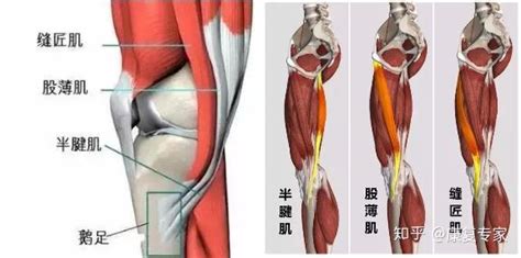 膝盖内侧疼 有可能是被你忽略的鹅足炎 知乎