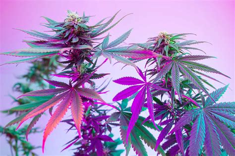 Cannabis Strains For Ice Cream Cake And Wedding Cake D Squared