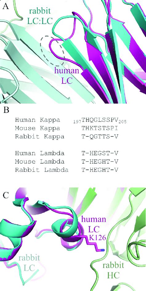 Incompatibility Of Human Kappa Constant Fg Loop With Rabbit Like Lclc