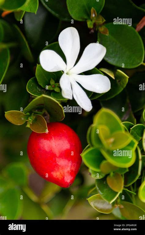 Carissa Carandas Flower And Fruit Carissa Grandiflora Carissa