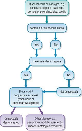 Rabbit Dacryocystitis Veterian Key