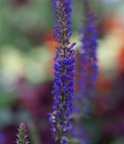 Salvia Nemorosa New Dimension Blue