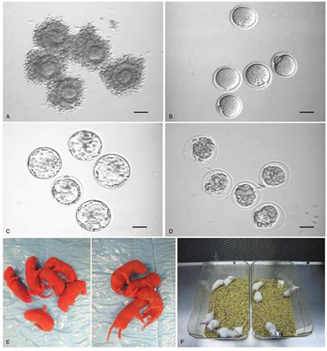 Offspring From Oocytes Grown In Frozen Thawed Ovarian Tissues