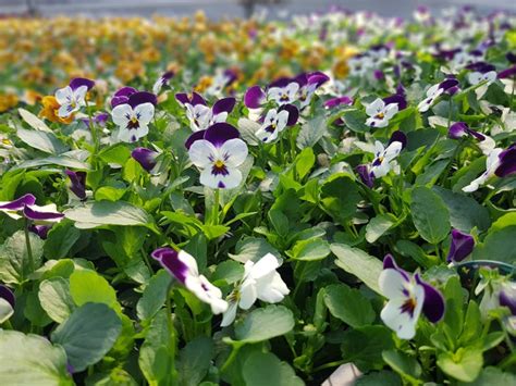 Viola Cuty Mg Webber West Country Grown Ltd