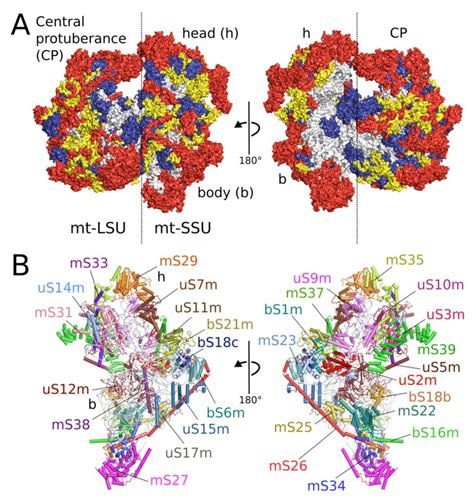 Overview Of The Human Mitoribosome A Proteins Conserved With Bacteria