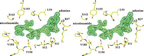 Stereoview Of The 2mF O DF C Electron Density Map Around The NADP