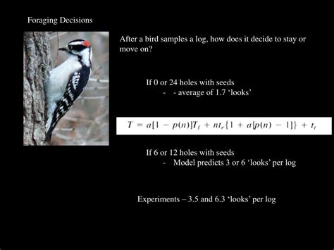 Ppt Foraging Part Ii Powerpoint Presentation Free Download Id