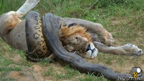 مستند حیواناتجنگ مامبای سیاه وحشی و شیر فیلو