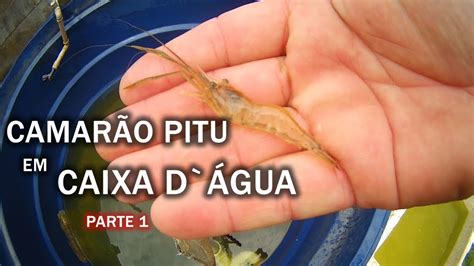 CriaÇÃo De CamarÃo Pitu Em Caixa D`Água Canal Saalada Youtube