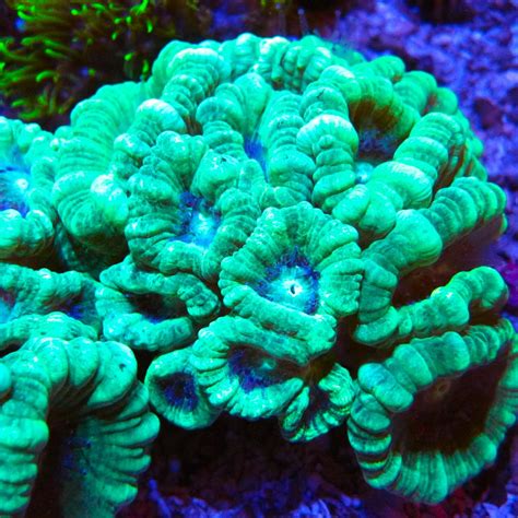 Mint Candy Cane Prestige Worldwide Corals